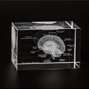 Ultrassist 3D Human Brain Crystal Model, Laser Etched Anatomical Model for Home and Office Decoration, Neurology Gifts