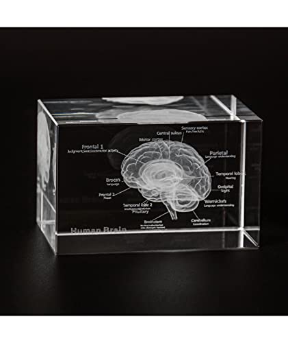 Ultrassist 3D Human Brain Crystal Model, Laser Etched Anatomical Model for Home and Office Decoration, Neurology Gifts