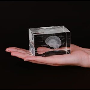 Ultrassist 3D Human Brain Crystal Model, Laser Etched Anatomical Model for Home and Office Decoration, Neurology Gifts