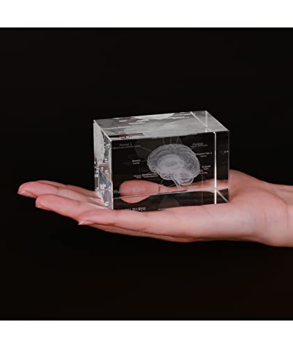 Ultrassist 3D Human Brain Crystal Model, Laser Etched Anatomical Model for Home and Office Decoration, Neurology Gifts