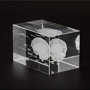 Ultrassist 3D Human Brain Crystal Model, Laser Etched Anatomical Model for Home and Office Decoration, Neurology Gifts