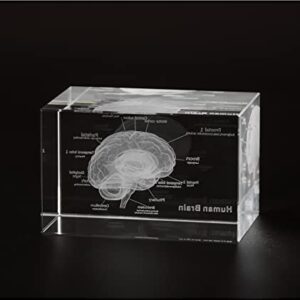 Ultrassist 3D Human Brain Crystal Model, Laser Etched Anatomical Model for Home and Office Decoration, Neurology Gifts