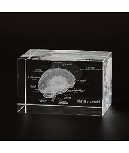 Ultrassist 3D Human Brain Crystal Model, Laser Etched Anatomical Model for Home and Office Decoration, Neurology Gifts