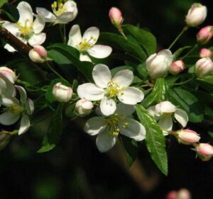 malus sargentii (sargent's crabapple) tree seed, fragrant white flowers, small, dark red, persistent fruits, you choose the quantity (1 pack)