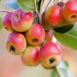 roselow crabapple tree live plant 1-2 feet tall, crab apple fruits crabapple plant live