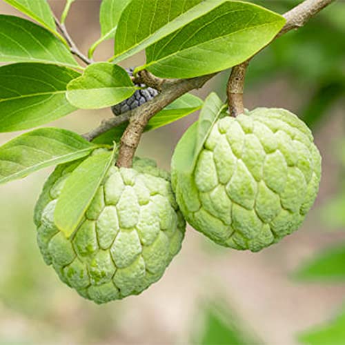 QAUZUY GARDEN 10 Custard Apple Seeds, Annona Squamosa, Sugar-Apple, Sweetsops, Non-GMO Organic Fruit Seeds, Tasty Sweet Perennial Tropical Exotic Fruit Tree Plant