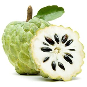 QAUZUY GARDEN 10 Custard Apple Seeds, Annona Squamosa, Sugar-Apple, Sweetsops, Non-GMO Organic Fruit Seeds, Tasty Sweet Perennial Tropical Exotic Fruit Tree Plant