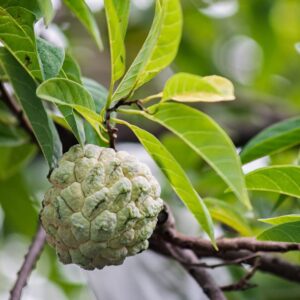 3 sugar apple trees plants na dai 8 inc tall for planting ornaments perennial garden simple to grow pots gifts