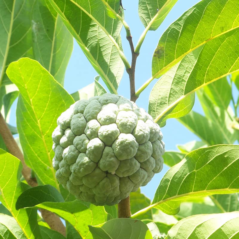 1 Sugar Apple Plant Live Tree 8 Inc Height for Planting Ornaments Perennial Garden Simple to Grow Pots