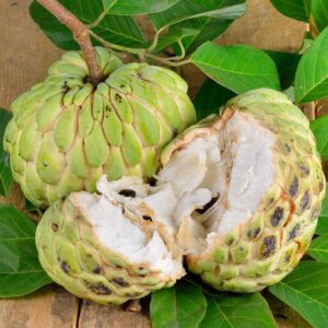 1 Sugar Apple Plant Live Tree 8 Inc Height for Planting Ornaments Perennial Garden Simple to Grow Pots