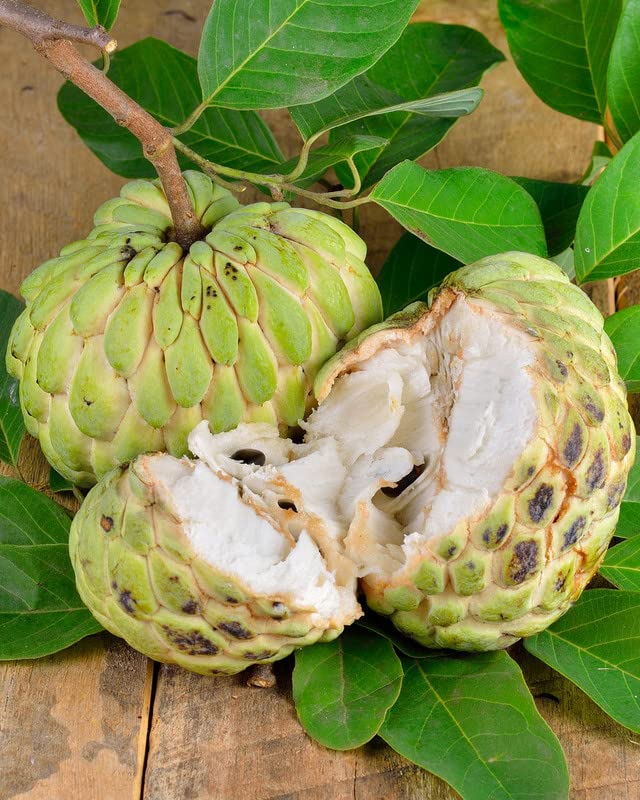 1 Sugar Apple Plant Live Tree 8 Inc Height for Planting Ornaments Perennial Garden Simple to Grow Pots