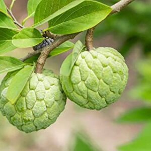 1 Sugar Apple Plant Live Tree 8 Inc Height for Planting Ornaments Perennial Garden Simple to Grow Pots