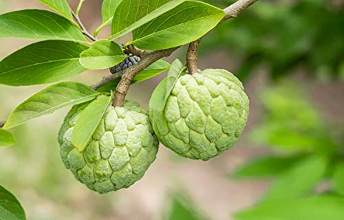 1 Sugar Apple Plant Live Tree 8 Inc Height for Planting Ornaments Perennial Garden Simple to Grow Pots