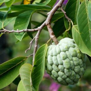 1 Sugar Apple Plant Live Tree 8 Inc Height for Planting Ornaments Perennial Garden Simple to Grow Pots