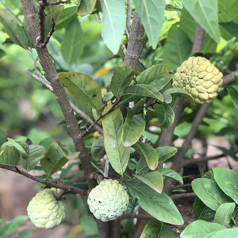 1 Sugar Apple Plant Live Tree 8 Inc Height for Planting Ornaments Perennial Garden Simple to Grow Pots