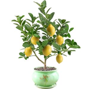 bergamot orange citron lemon tree live starter plant seeding, 15-17 inch height lemon fruit tree great for home and garden yards planting