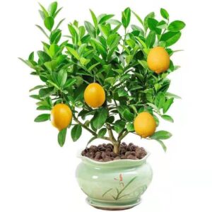 Bergamot Orange Citron Lemon Tree Live Starter Plant Seeding, 15-17 inch Height Lemon Fruit Tree Great for Home and Garden Yards Planting