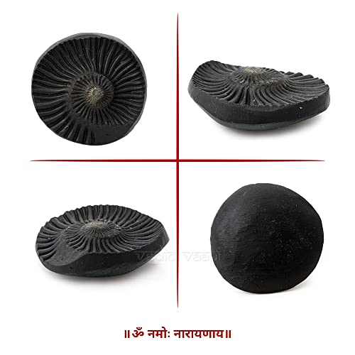 Vedic Vaani Vishnu Narayana Shree Hari Mahalaxmi Shaligram Shila (Pack of 3)