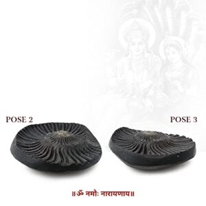 Vedic Vaani Vishnu Narayana Shree Hari Mahalaxmi Shaligram Shila (Pack of 3)