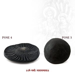 Vedic Vaani Vishnu Narayana Shree Hari Mahalaxmi Shaligram Shila (Pack of 3)