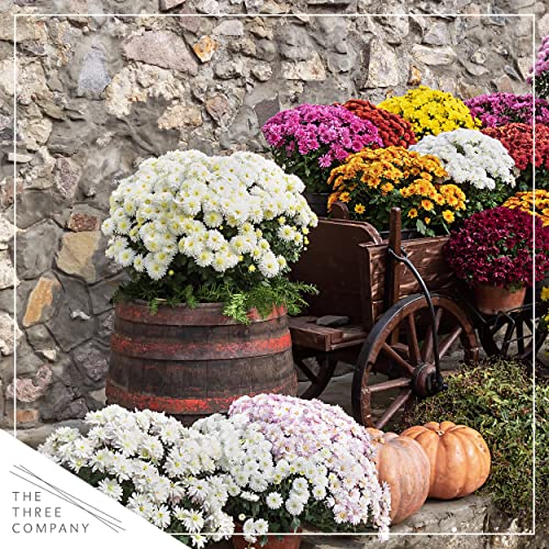 Live Flowering Hardy Chrysanthemum - White (3 Plants Per Pack), Colorful Fall Mums, 10" Tall by 6" Wide in 1 Qt Pot