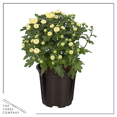 Live Flowering Hardy Chrysanthemum - White (3 Plants Per Pack), Colorful Fall Mums, 10" Tall by 6" Wide in 1 Qt Pot