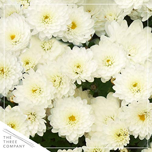 Live Flowering Hardy Chrysanthemum - White (3 Plants Per Pack), Colorful Fall Mums, 10" Tall by 6" Wide in 1 Qt Pot