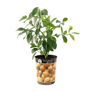 garden state bulb meyer lemon tree, citrus live plant (1 gallon growers pot) cannot ship fl, az, ca, tx, la