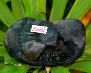 2.25"x4"shri laxmi narayan shaligram, rare & special one piece, religious gifts, saligram stone - gandaki river -i-6051