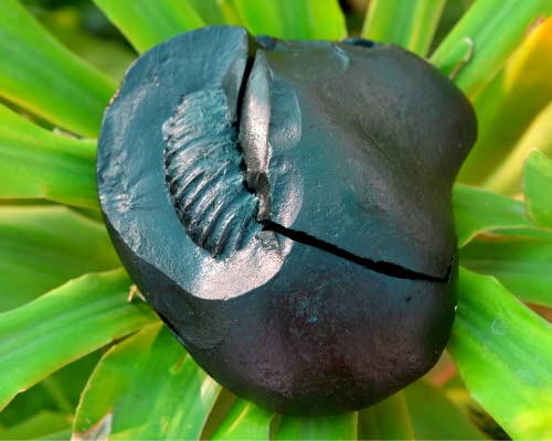 3.5"X3"Shri Laxmi Narayan Shaligram, Rare & Special One Piece, Religious Gifts, Saligram Stone - Gandaki River -I-6054