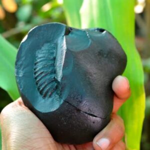 3.5"X3"Shri Laxmi Narayan Shaligram, Rare & Special One Piece, Religious Gifts, Saligram Stone - Gandaki River -I-6054