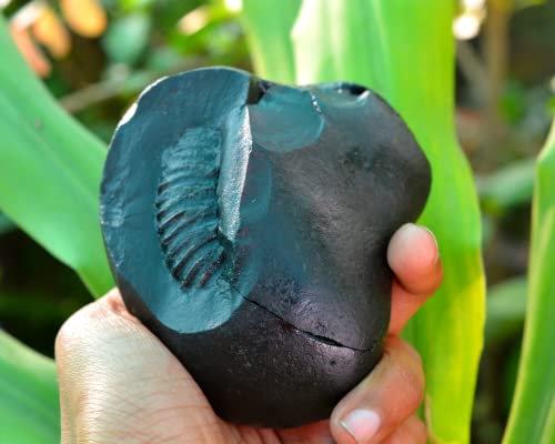 3.5"X3"Shri Laxmi Narayan Shaligram, Rare & Special One Piece, Religious Gifts, Saligram Stone - Gandaki River -I-6054