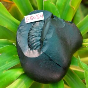 3.5"X3"Shri Laxmi Narayan Shaligram, Rare & Special One Piece, Religious Gifts, Saligram Stone - Gandaki River -I-6054