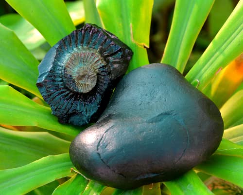 3.5"X3"Shri Laxmi Narayan Shaligram, Rare & Special One Piece, Religious Gifts, Saligram Stone - Gandaki River -I-6054