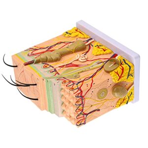 Deosdum 50X Human Skin Model Magnified 3D Human Skin Magnified Tissue Structure Model Anatomy Biology Teaching Aid Laboratory Supplies