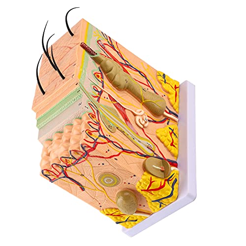 Deosdum 50X Human Skin Model Magnified 3D Human Skin Magnified Tissue Structure Model Anatomy Biology Teaching Aid Laboratory Supplies