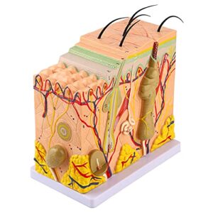 Deosdum 50X Human Skin Model Magnified 3D Human Skin Magnified Tissue Structure Model Anatomy Biology Teaching Aid Laboratory Supplies