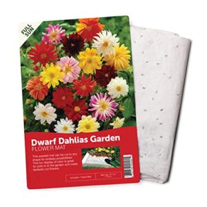 bloomingbulb seed mat - easy to plant and grow garden seeds - creates fragrant, vibrant flower garden – customizable flower beds- dwarf dahlia flower mat