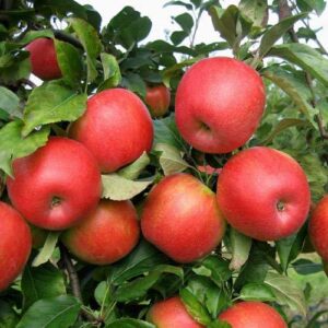 ez growing plants honeycrisp apple tree (5 gallon potted)