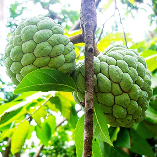 Annona Squamosa Seeds Sugar Apple, Sweetsop Tropical Fruit Tree Sweer & Creamy Fruit Hardy Patio Garden Outdoor 30Pcs Fruit Seeds by YEGAOL Garden