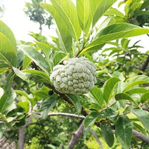 annona squamosa seeds sugar apple, sweetsop tropical fruit tree sweer & creamy fruit hardy patio garden outdoor 30pcs fruit seeds by yegaol garden