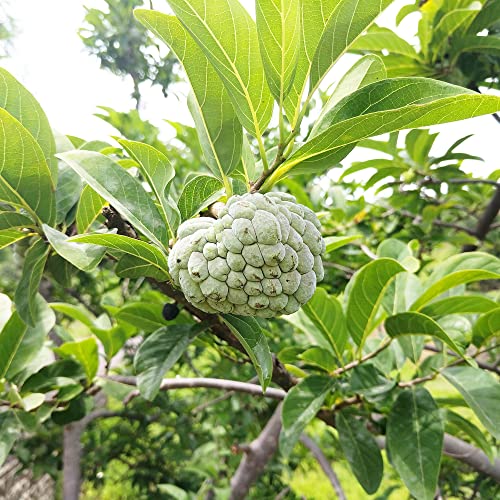 Annona Squamosa Seeds Sugar Apple, Sweetsop Tropical Fruit Tree Sweer & Creamy Fruit Hardy Patio Garden Outdoor 30Pcs Fruit Seeds by YEGAOL Garden