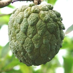 Annona Squamosa Seeds Sugar Apple, Sweetsop Tropical Fruit Tree Sweer & Creamy Fruit Hardy Patio Garden Outdoor 30Pcs Fruit Seeds by YEGAOL Garden