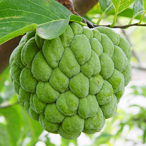 Annona Squamosa Seeds Sugar Apple, Sweetsop Tropical Fruit Tree Sweer & Creamy Fruit Hardy Patio Garden Outdoor 30Pcs Fruit Seeds by YEGAOL Garden