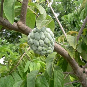 Annona Squamosa Seeds Sugar Apple, Sweetsop Tropical Fruit Tree Sweer & Creamy Fruit Hardy Patio Garden Outdoor 30Pcs Fruit Seeds by YEGAOL Garden