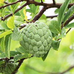 Annona Squamosa Seeds Sugar Apple, Sweetsop Tropical Fruit Tree Sweer & Creamy Fruit Hardy Patio Garden Outdoor 30Pcs Fruit Seeds by YEGAOL Garden