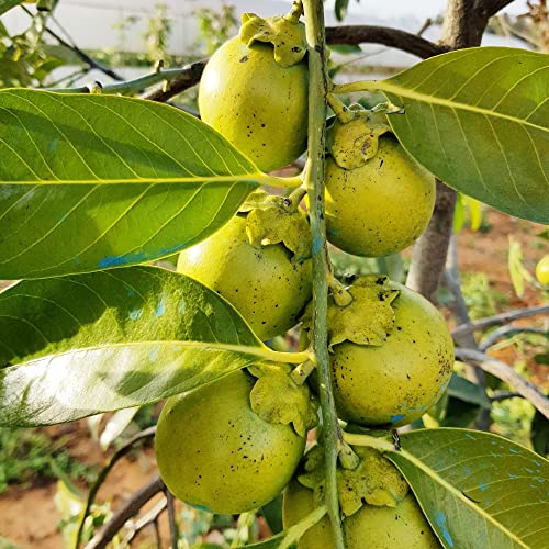 Diospyros Digyna Seeds Black Sapote Rich, Dark Brown Flesh Culinary Uses Low in Calories and a Good Source of Dietary Fiber, Vitamins, and Minerals 20Pcs by YEGAOL Garden