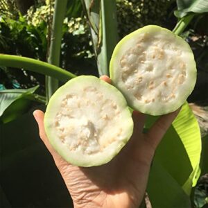 QAUZUY GARDEN 160 Common Yellow Lemon  Apple Guava Seeds for Planting Outdoor Pineapple Guava Feijoa Seeds Non-GMO Heirloom Fruit Seeds Grow Your Own Delicious Fruit Tree Freely