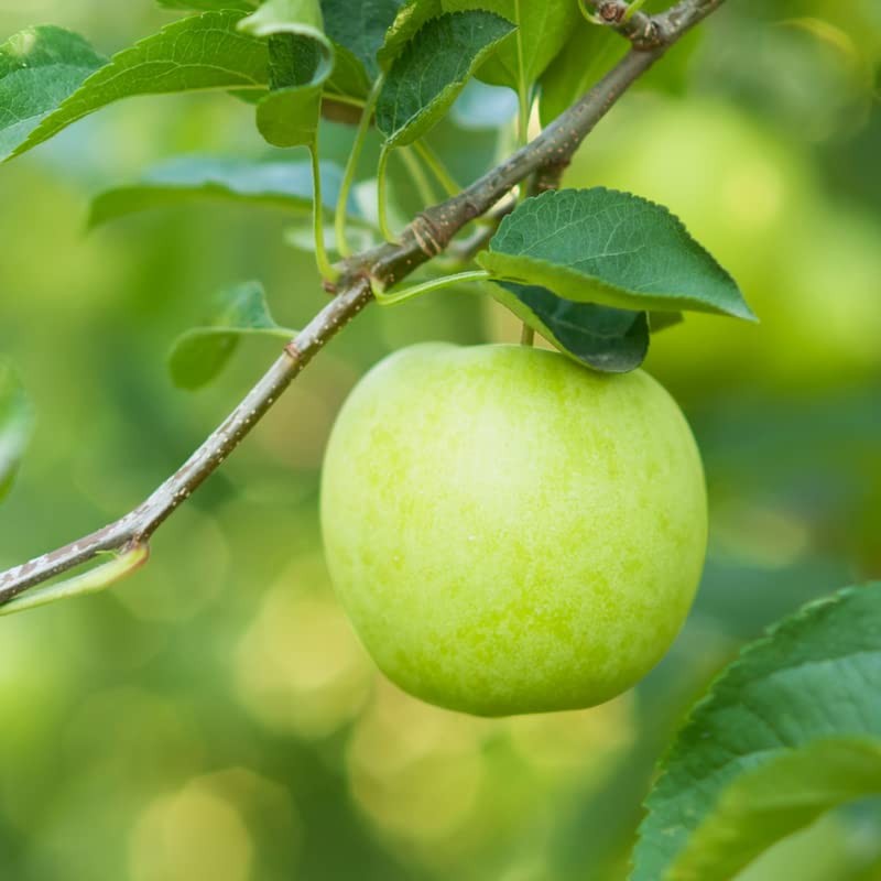 10 Granny Smith Apple Seeds Green Apple Tree Seeds Fruit for Planting