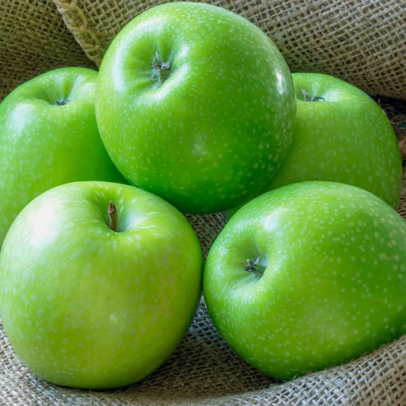 10 Granny Smith Apple Seeds Green Apple Tree Seeds Fruit for Planting